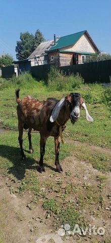 Нубийский козел