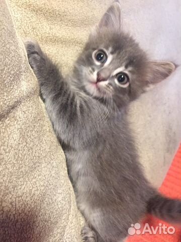 Отдам котят