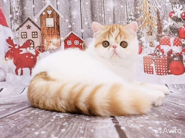 Экзотическая девочка