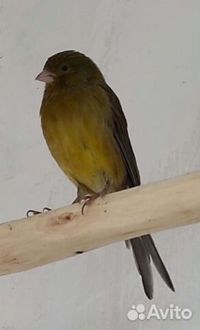 Зелёная канарейка (кенар)