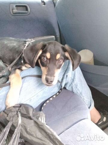 Такса-карликовый пинчер