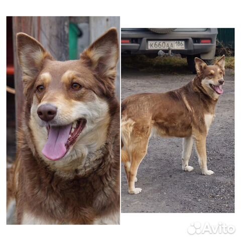 Нюша ищет дом