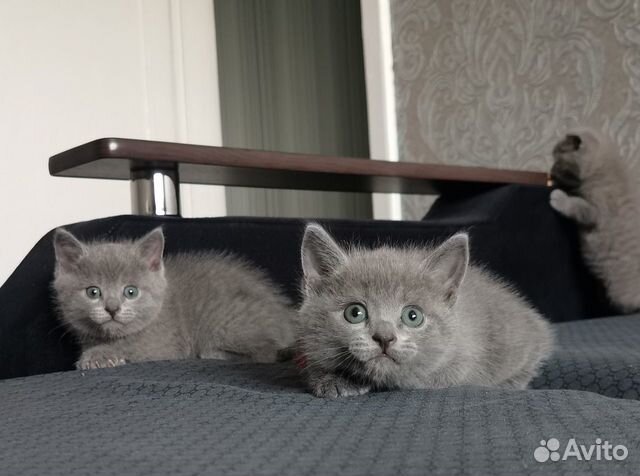 Британские котята