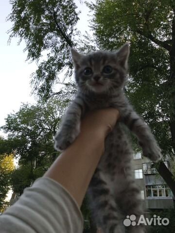 Кошка в дар бесплатно с мисками и латком