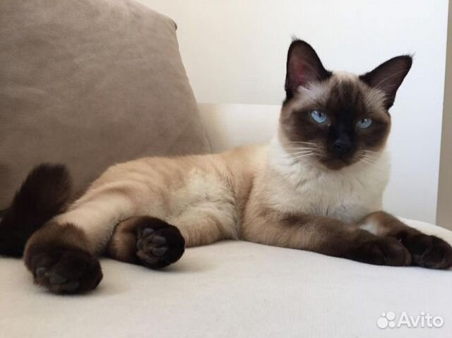 Котенок-подросток в добрые руки