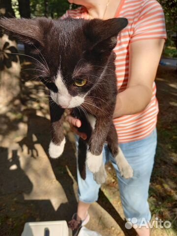 Отдам котенка в добрые руки