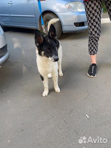 Собака Макс 5 месяцев