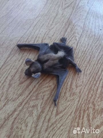 Летучая мышь