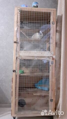 Шиншиллы с большим вольером