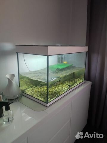 Красноухая черепаха с аквариумом