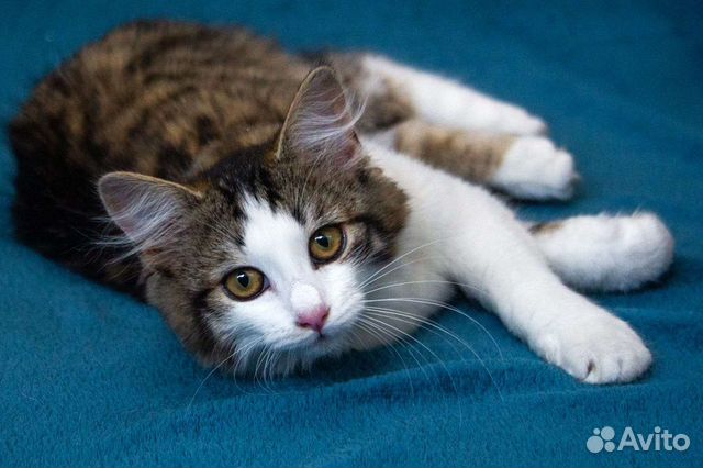 Котенок в дар