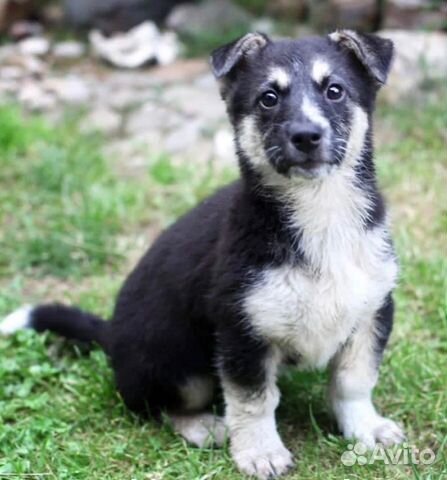 Очаровательная девочка щенок ищет дом