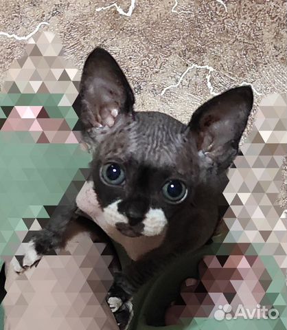 Продам котёнка канадского сфинкса(Девочка)