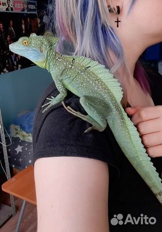 Двухгребневый василиск (детеныши)