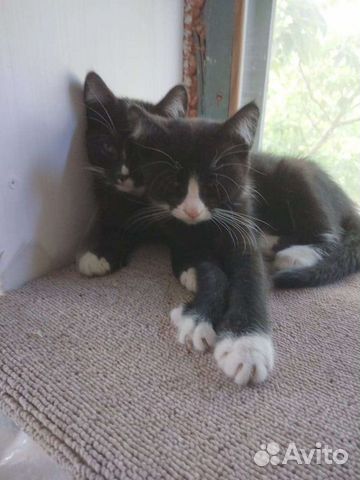 Котят выбросили на улицу