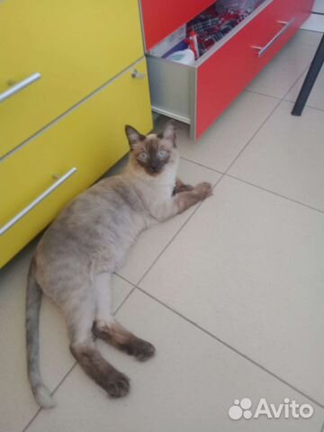 Котик