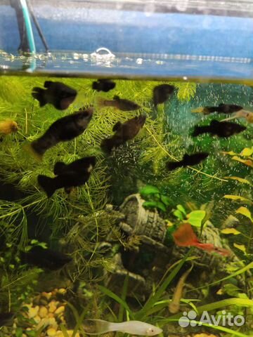 Молинезии черные