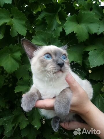 Мегконский бобтейл кот