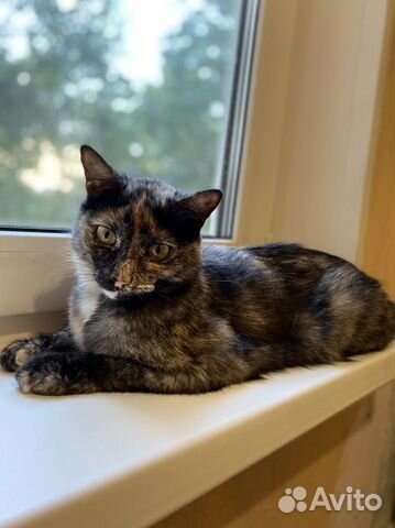 Милая кошечка