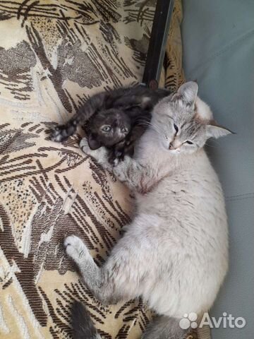 Котенок девочка трехцветный (черный белый рыжий)