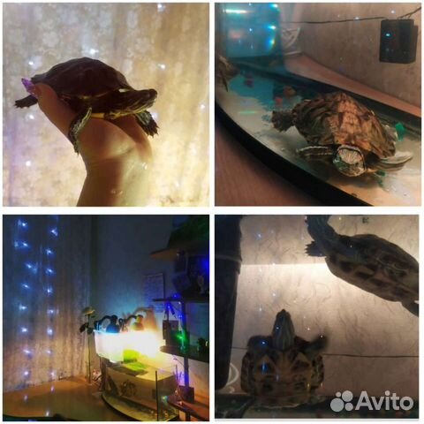 Красноухая черепаха
