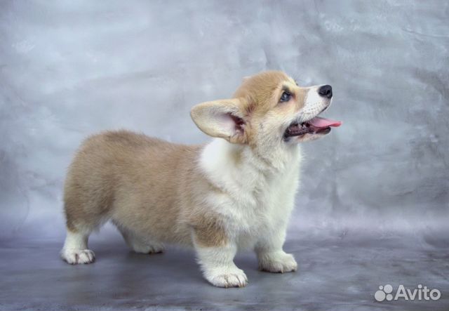 Яркий и красивый мальчик корги