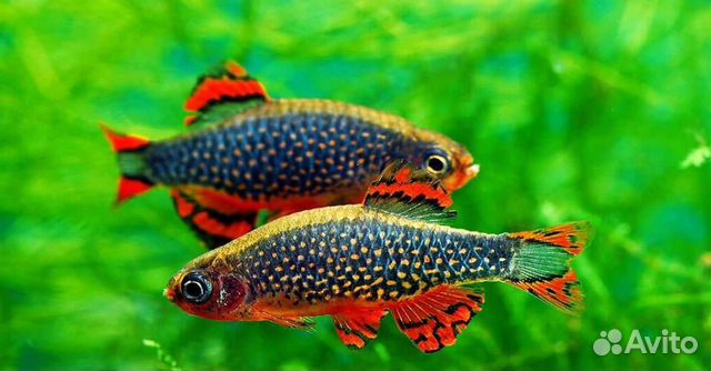 Рыбки микрорасбора галактика, 6 шт