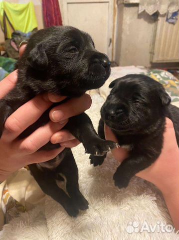 Щенки бесплатно