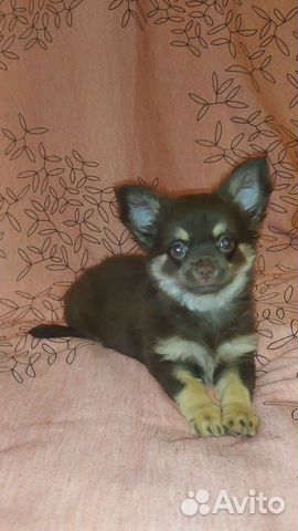 Шоколадное счастье