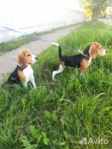 Щенки бигль девочка