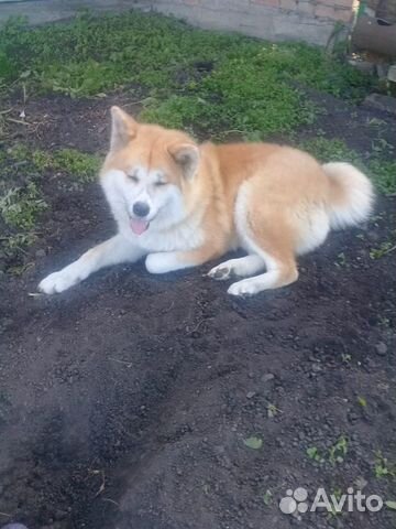 Продам собаку