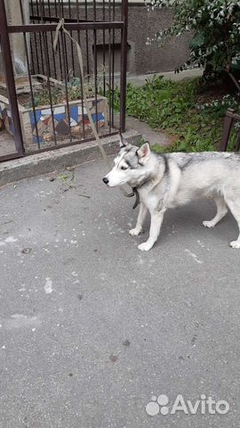 Найдена собака кабель хаски