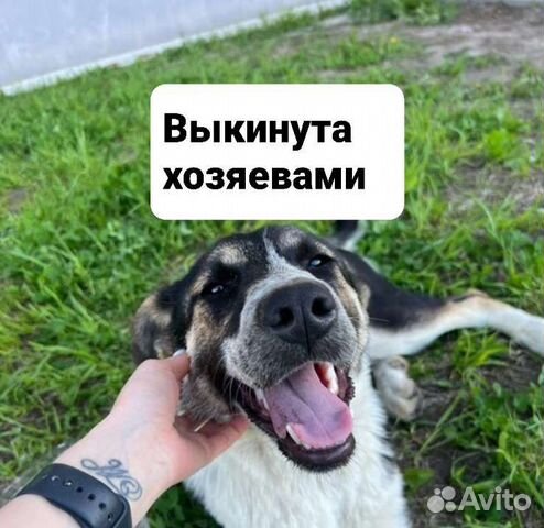 Выкинули хозяева щенка подростка