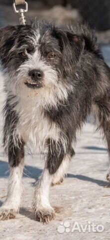 Собака Тимоша