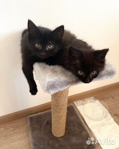 Черные котята