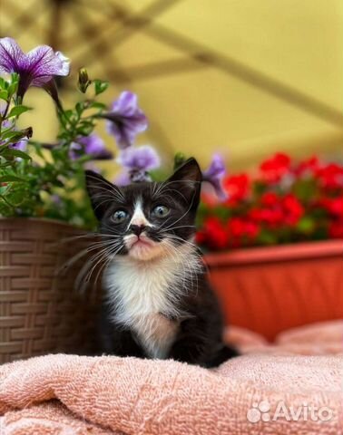 Котенок-мальчик интересного окраса