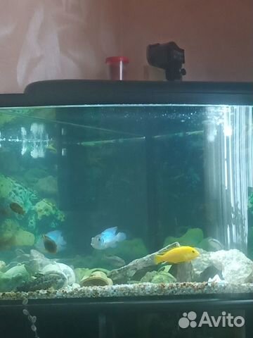 Продаю рыбок цихлид