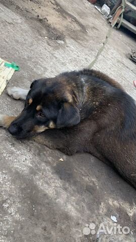 Отдам даром бесплатно в Хорошие руки