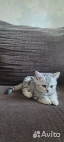 Британский мраморный котик
