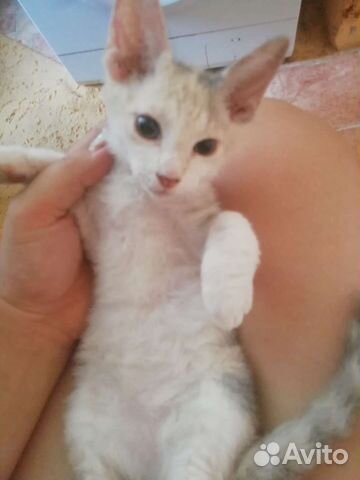 Донской сфинкс. Браш котята