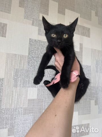 Котик черный