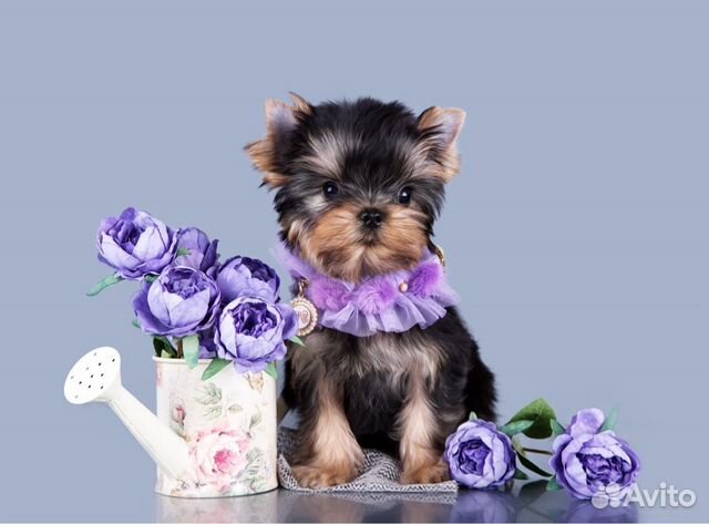 Щенки йоркширского терьера