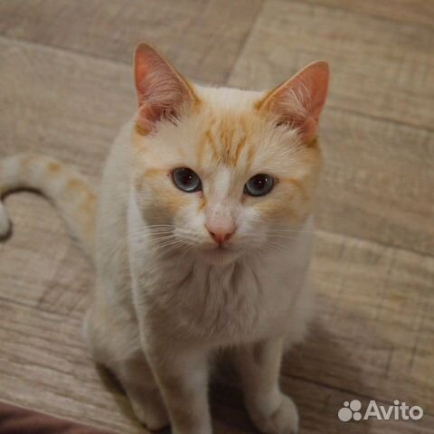 Кот в добрые руки