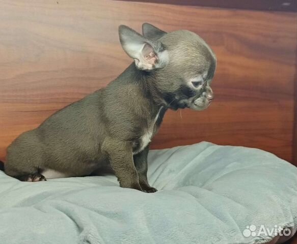 Шоколадные мальчик и девочка Чихуахуа