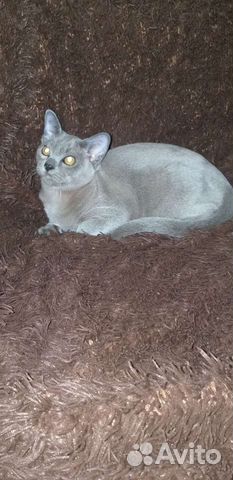 Котик европейской бурмы с документами