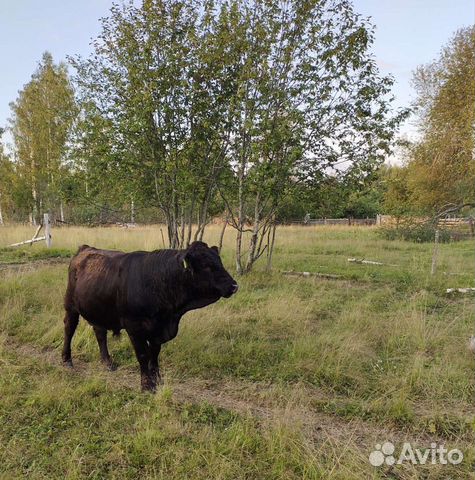 Быки породы Галловей на племя