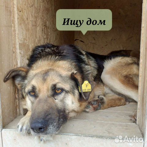 Собака Гром, кобель