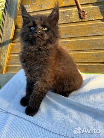 Кошки