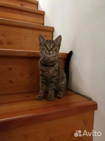 Кошечка 4 мес Бусинка