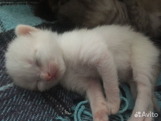 Котенок от невской маскарадной
